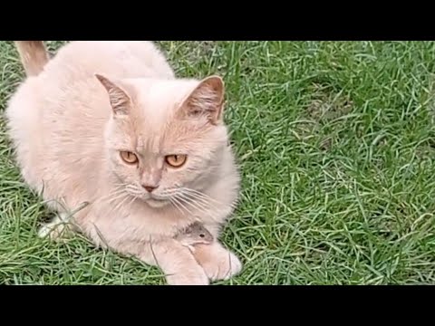AVCI KEDİLER / Doğası gereği Kediler Fareleri yakalarlar / Toki'nin Bahçeli Evleri / DOĞAL YAŞAM