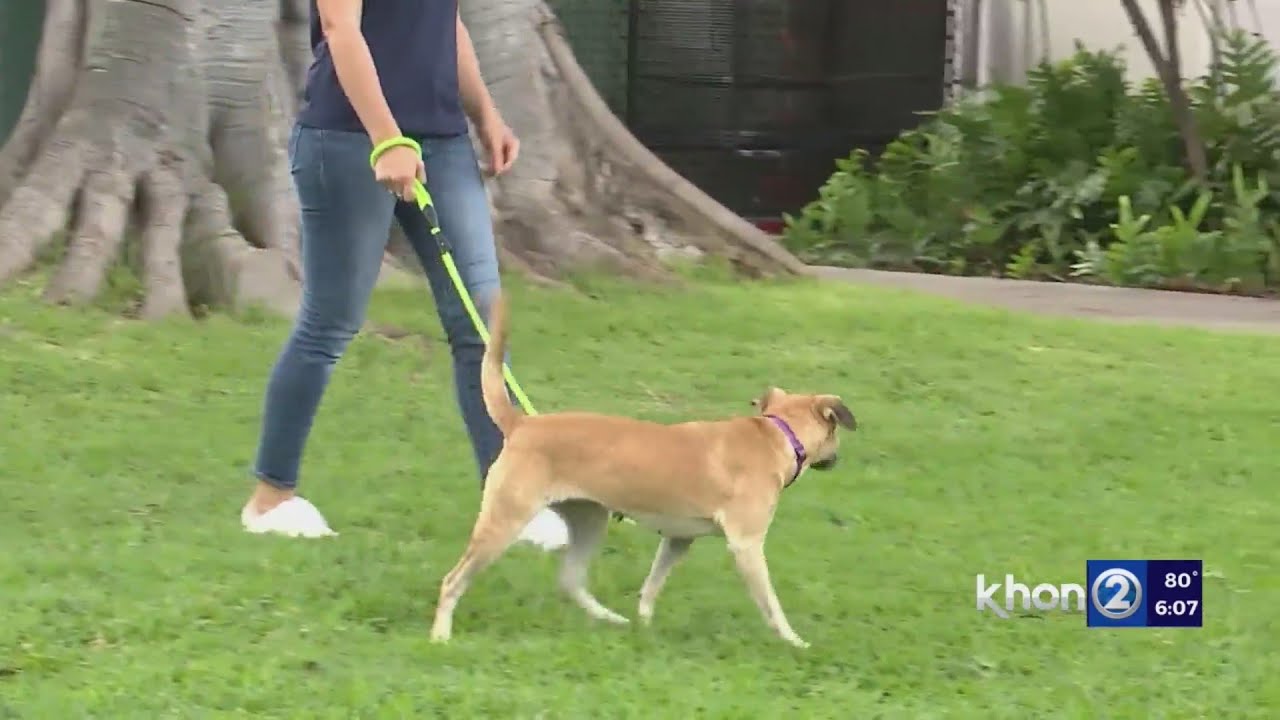 Hawaiian Humane Society updates us on foster program - YouTube