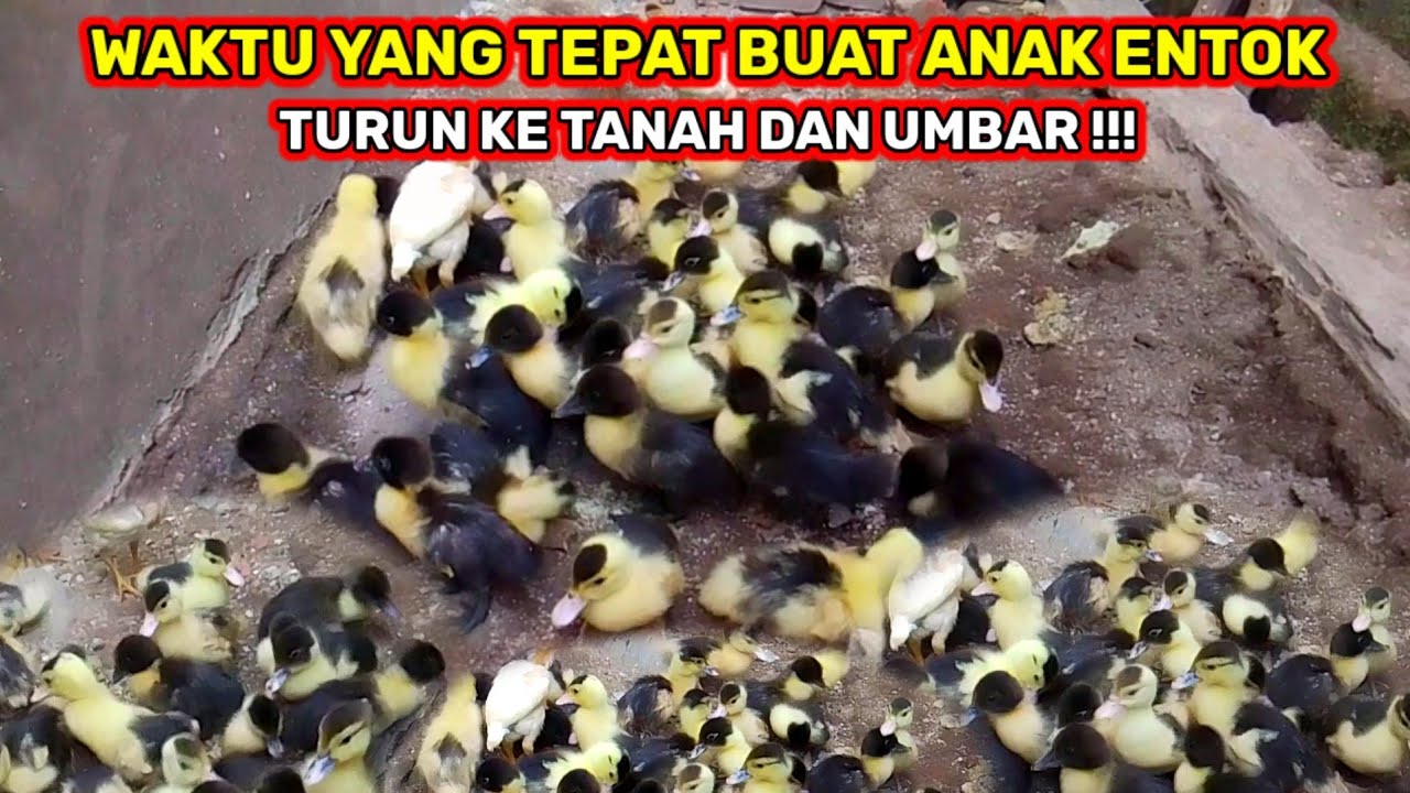 USIA YANG TEPAT UNTUK ANAK ENTOK TURUN KE TANAH DAN UMBAR - YouTube