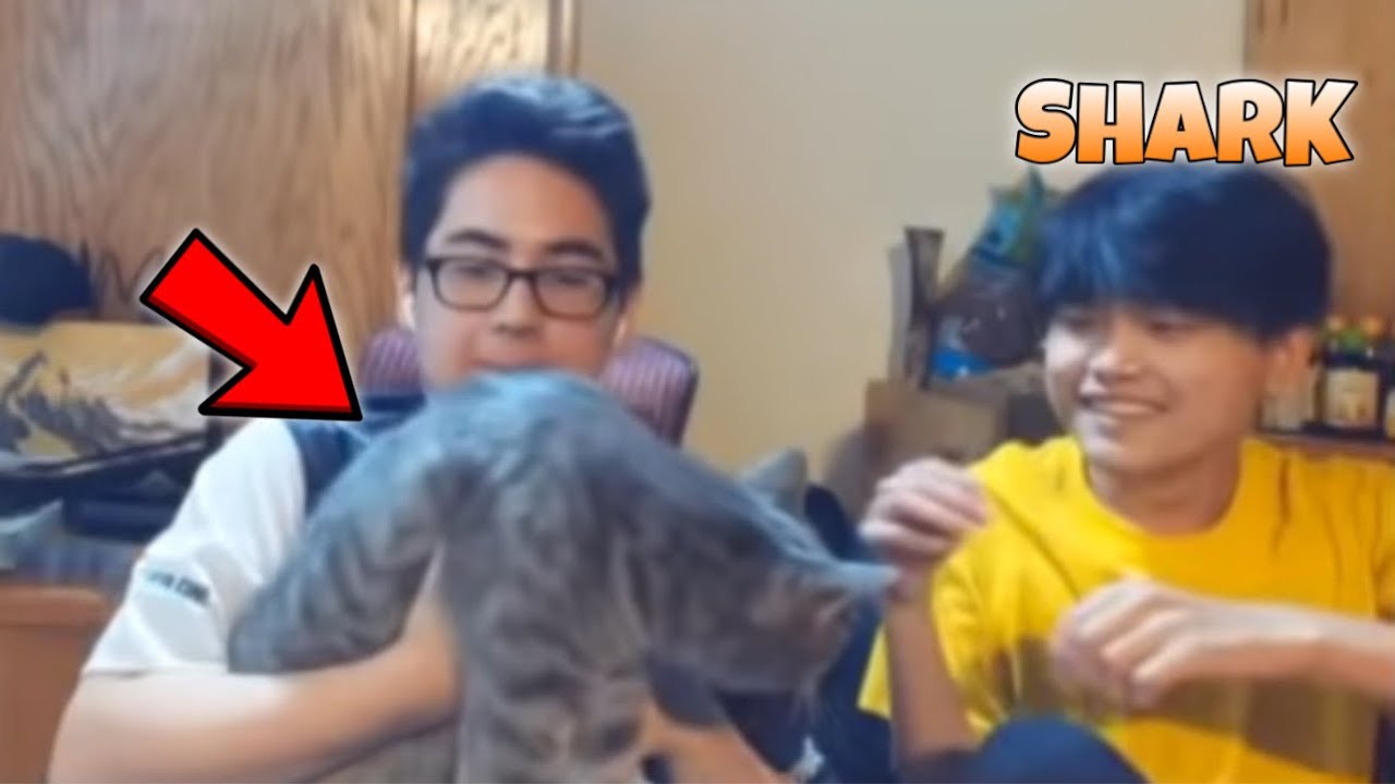 BTK Shark vs Cat? - YouTube