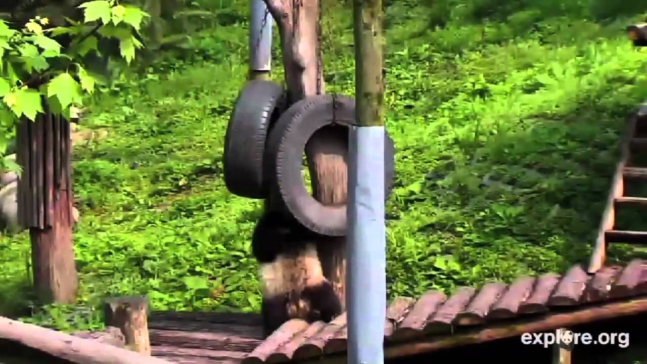 Panda Bear Cub Plays on a Tire Swing - YouTube