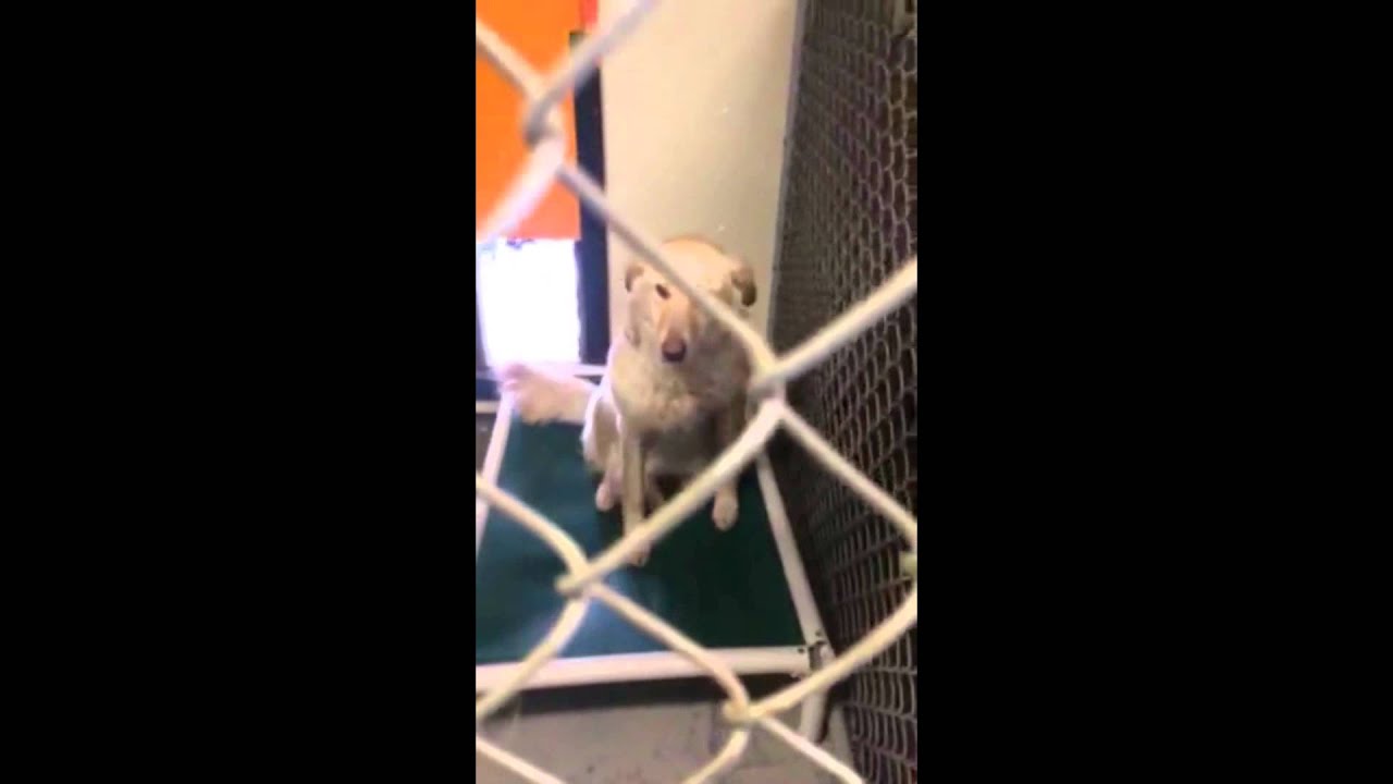 SCARS Rescue and Transfer January 2015 - YouTube