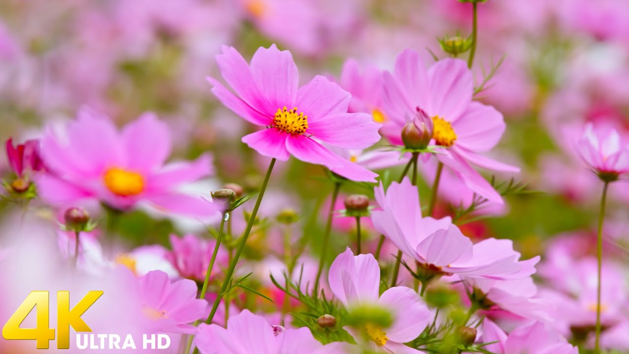 Cosmos 4K - Relaxing Piano Music With Amazing Beautiful Cosmos Scenery ...