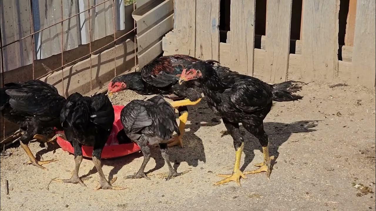 Saib mi nyuam qaib dua nawb - YouTube