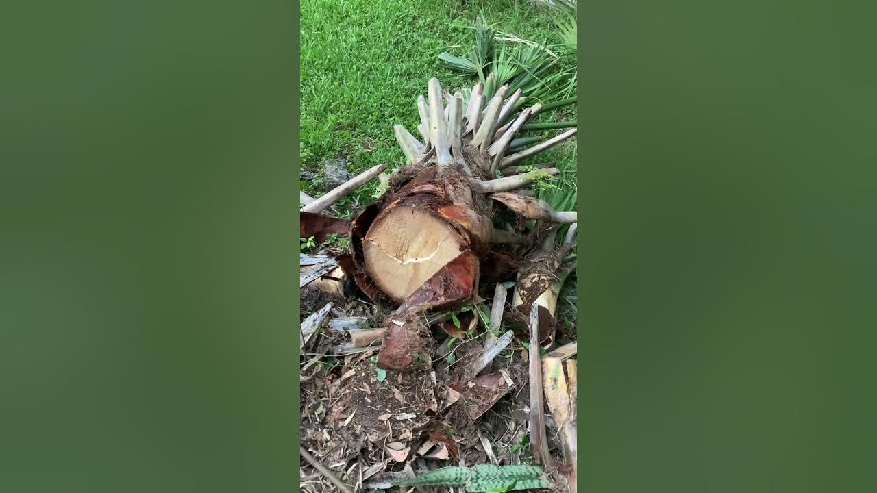 Cutting palm tree with reciprocating saw - YouTube