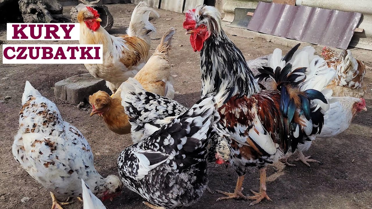 Stado kur w typie czubatki staropolskiej hens and roosters - YouTube