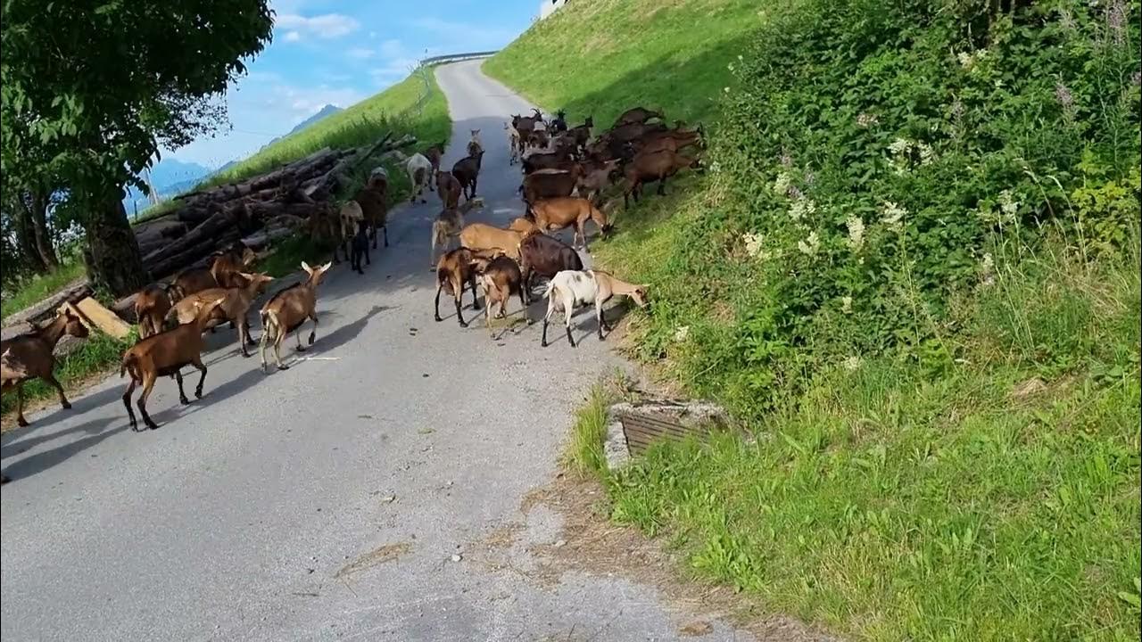 Time to let the goat out - YouTube