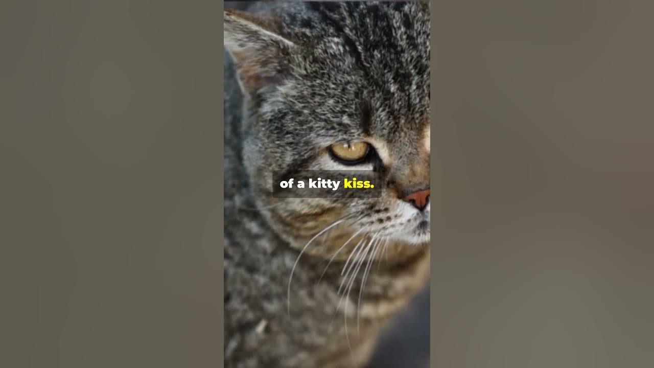 Top 5 Ways to Tell Your Cat Likes You! - YouTube