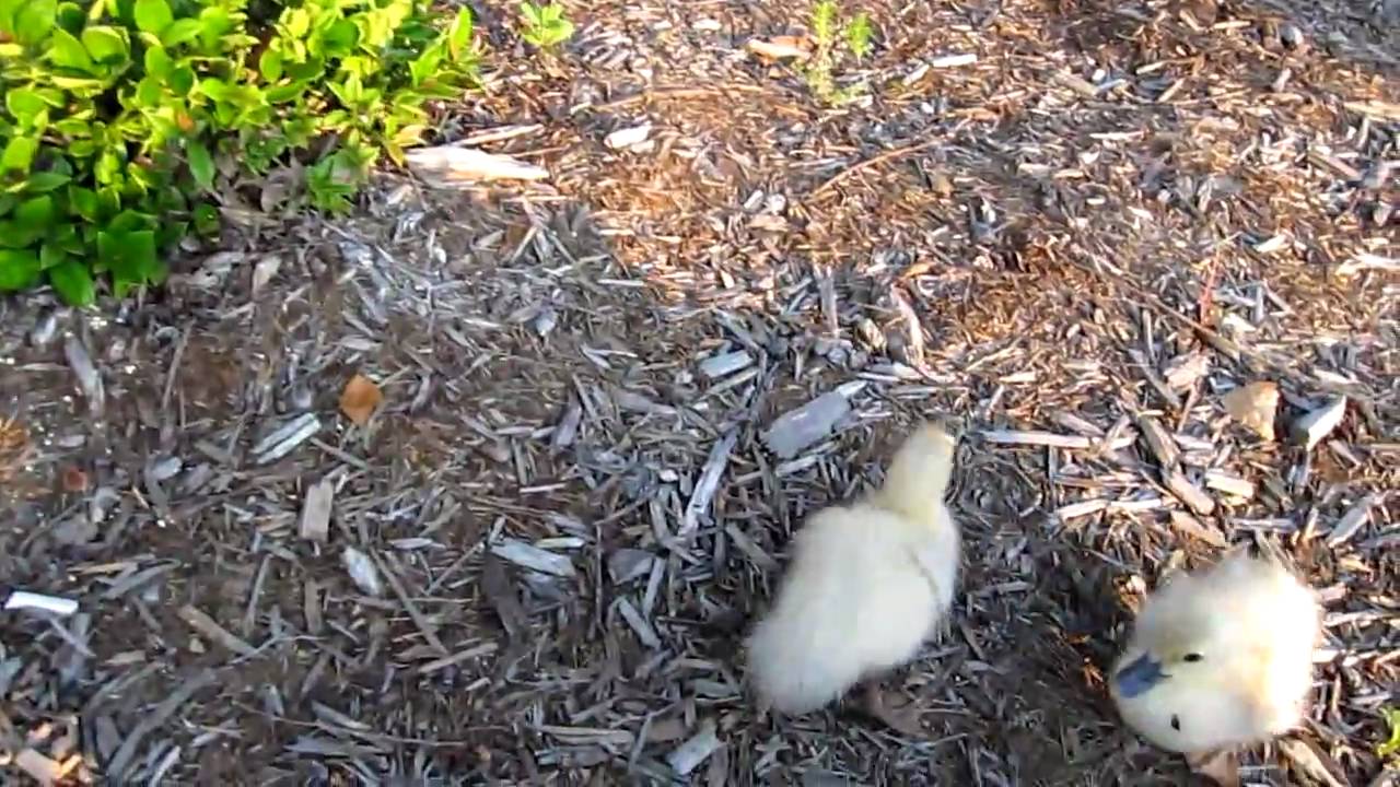 Duck and 20 ducklings - YouTube
