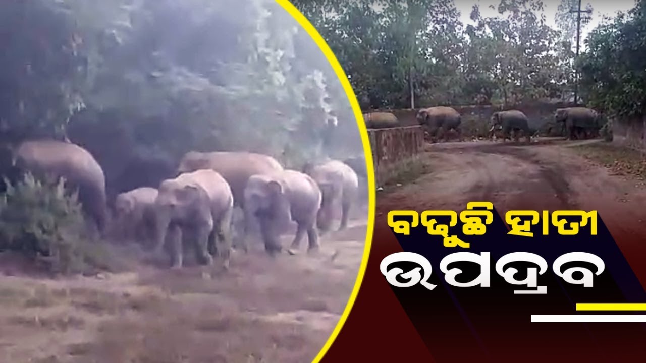 Herd Of Elephants Destroy Crops, Houses In Athagarh - YouTube