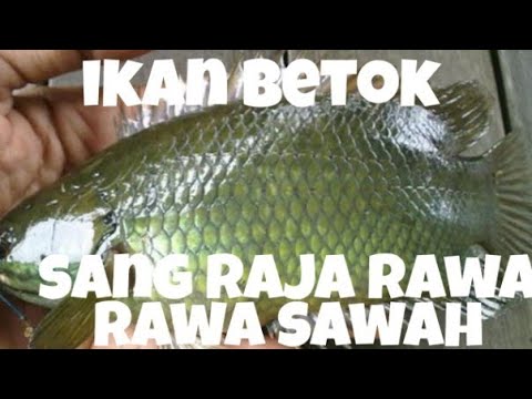 REVIEW IKAN RAWA RAWA SAWAH - YouTube