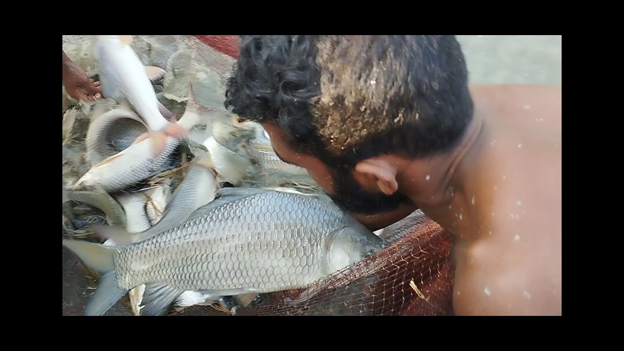 Amazing fish man& Unbelievable Big Pond Fishing Video 2023 | Watch This ...