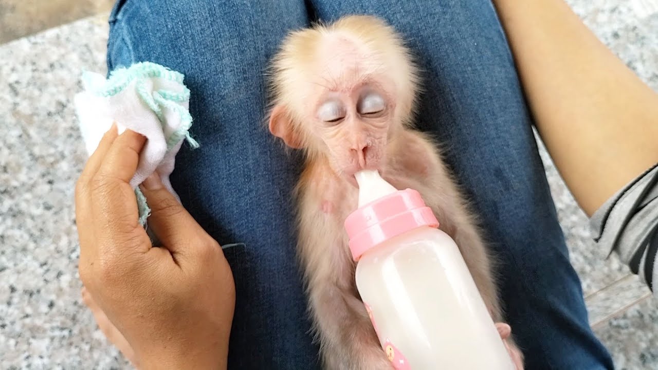 Baby monkeys drinking milk are so cute - YouTube