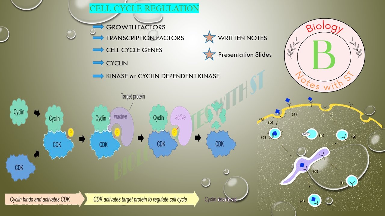 Cell Cycle Regulation | cell cycle regulation cyclin cyclin dependent ...