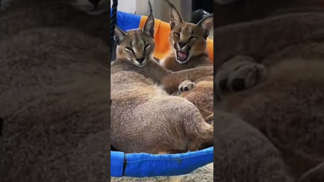 Floppas are Nice - YouTube