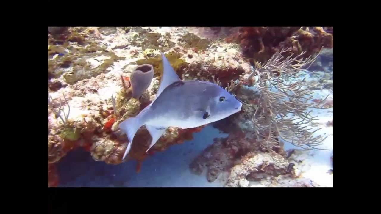 Nesting Triggerfish Attack Camera in Cozumel Marine Park - YouTube