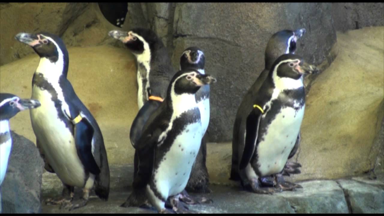 Helzberg Penguin Plaza opens at Kansas City Zoo - YouTube