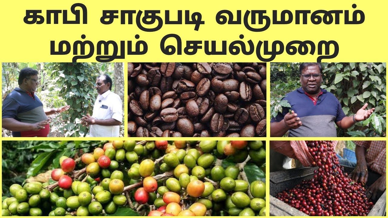 Coffee Cultivation Income & Coffee Process In Tamil | Coffee Plant ...