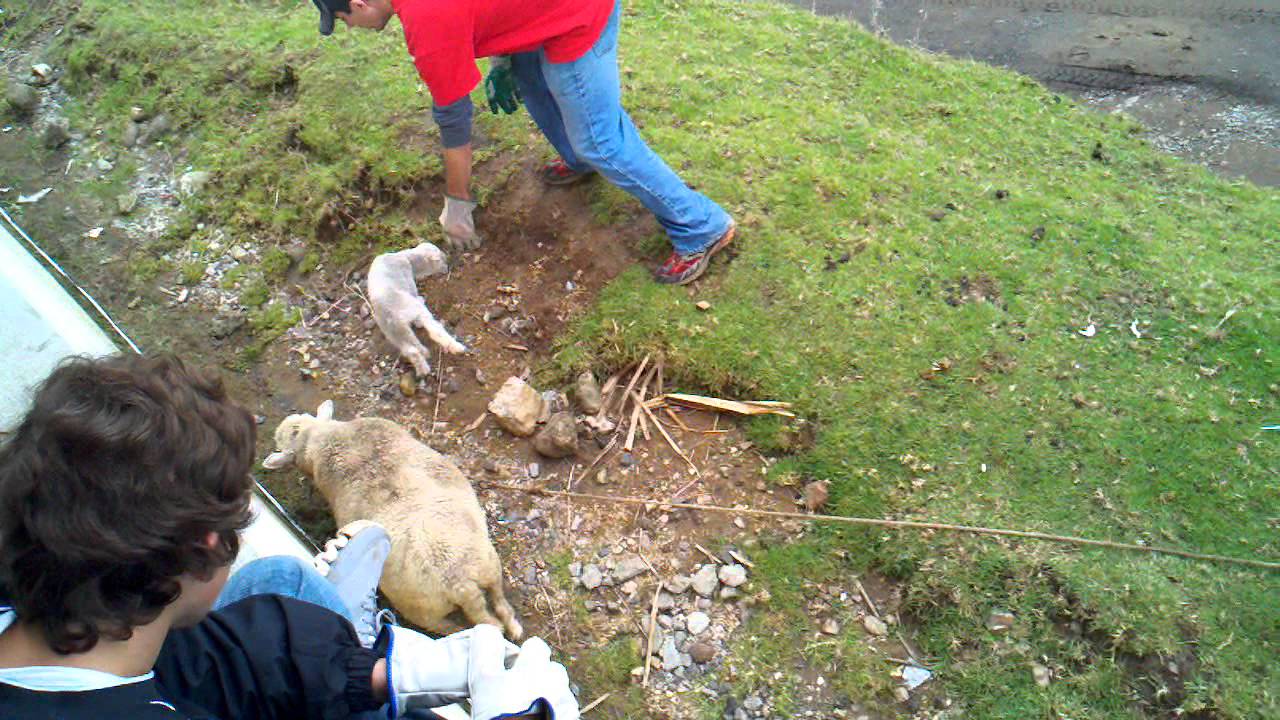 catching the lamb - YouTube