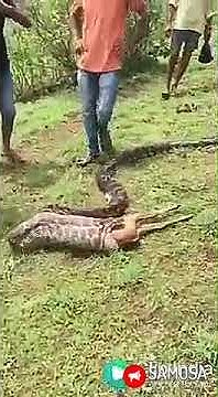 PYTHON EATS DEER - YouTube