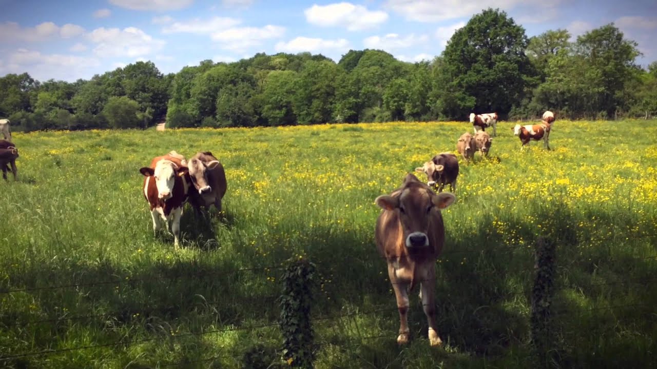 Cattle Serenade / Singing to Cows in France (like a Disney Princess ...