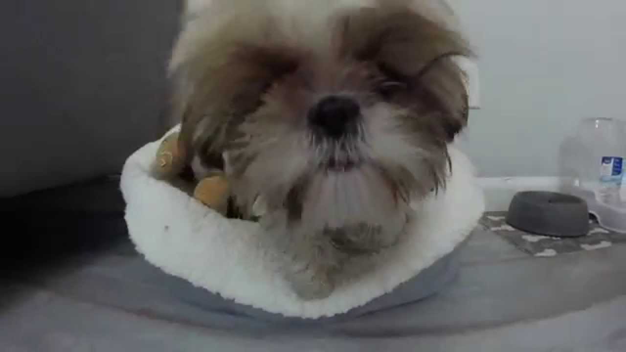 La Chiquis | My dog | Mi perrita - YouTube