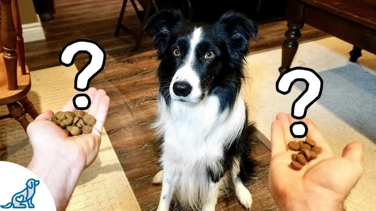 A Game That Teaches Your Dog Self-Control - YouTube