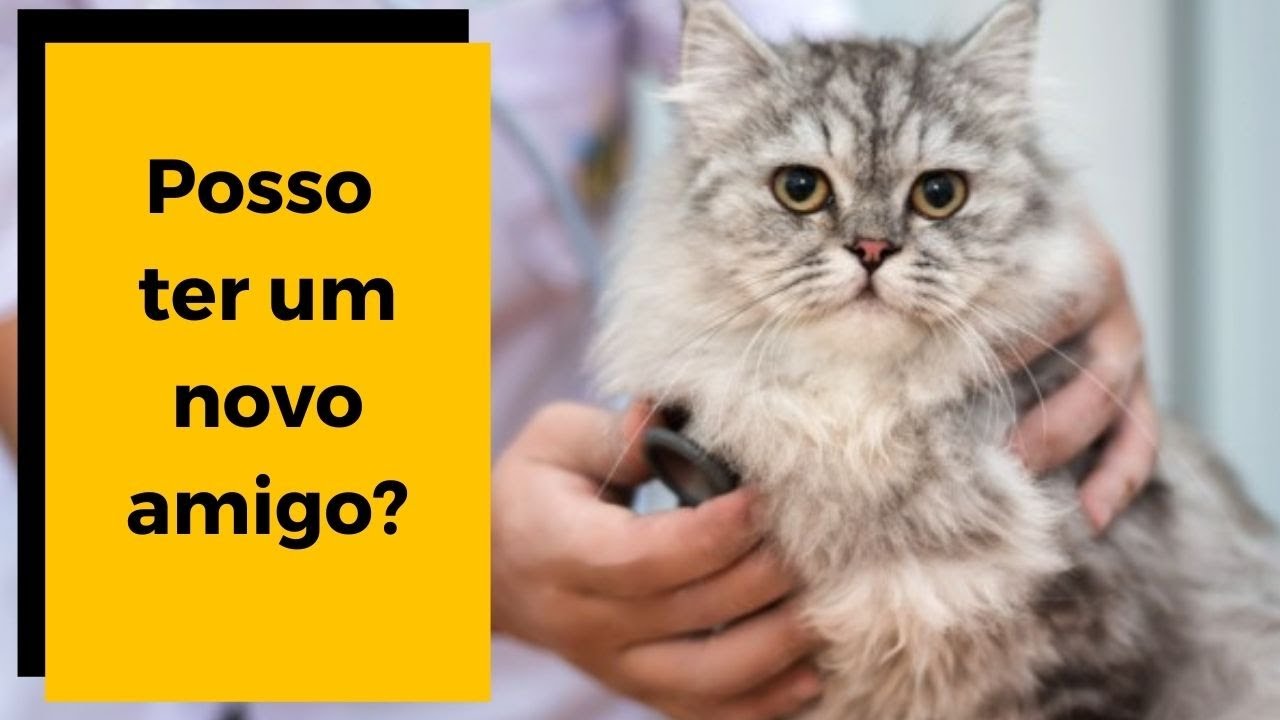 🚫 FELV - LEUCEMIA FELINA : Posso ter outro gato em um ambiente com um ...