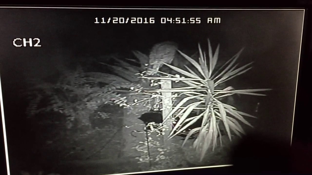 The Mystery of the Missing Fish - YouTube