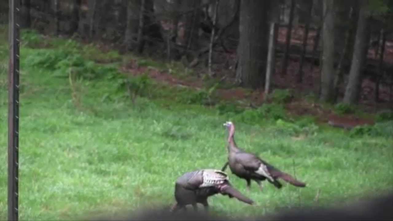 Virginia Mountain Spring Turkeys with the Crossbow Ep.27 - YouTube