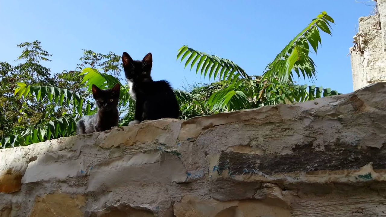 cinque gatti italiani - YouTube