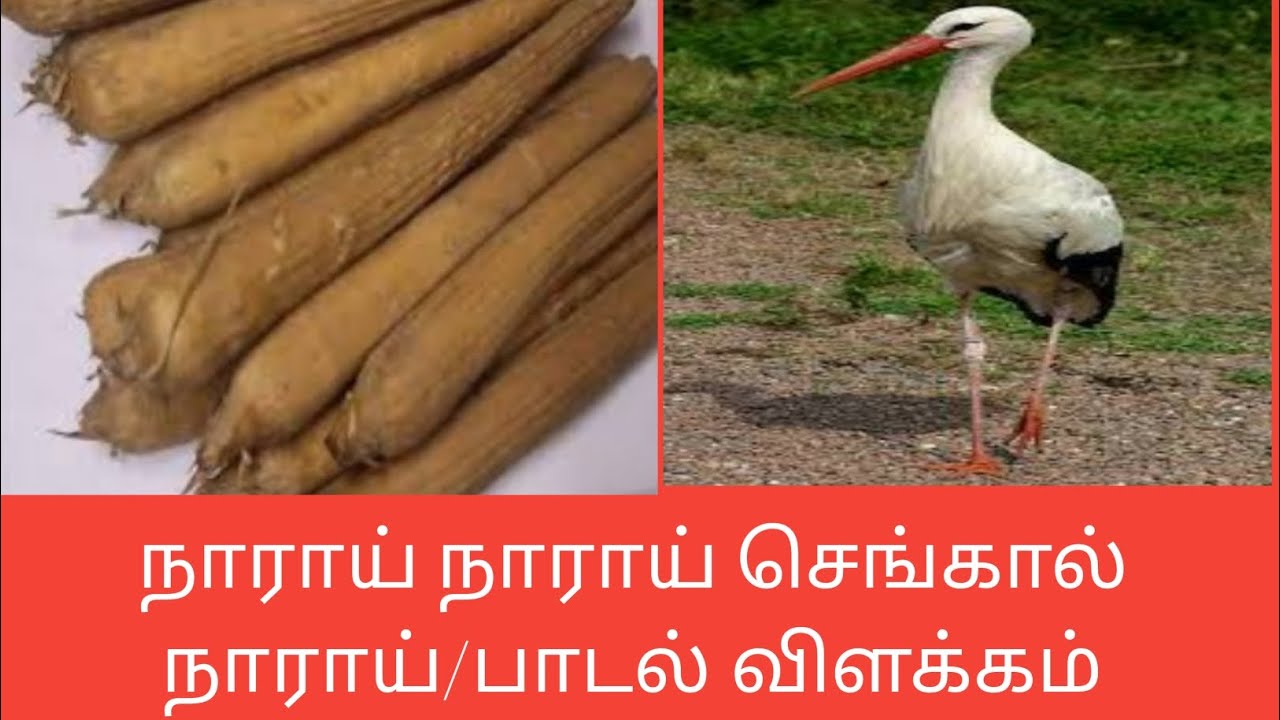 நாராய் நாராய் செங்கால் நாராய்/சத்திமுத்தப் புலவர்/Narai narai ...