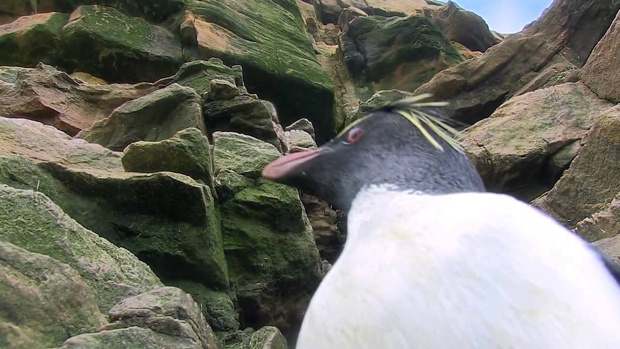 Penguin Fail - Best Bloopers from Penguins Spy in the Huddle - YouTube