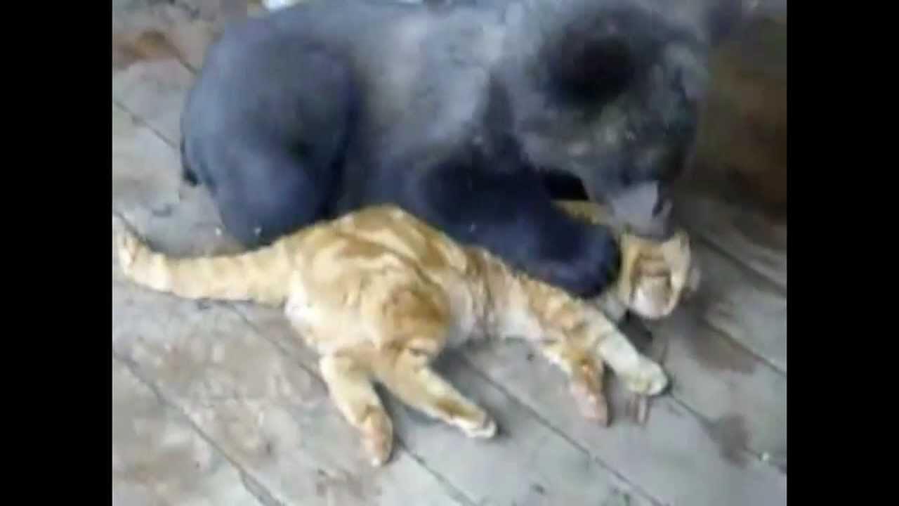 Дикие животные рядом с нами. Подборка. Wild animals next to us - YouTube
