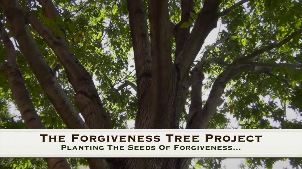 The Forgiveness Tree Project - YouTube
