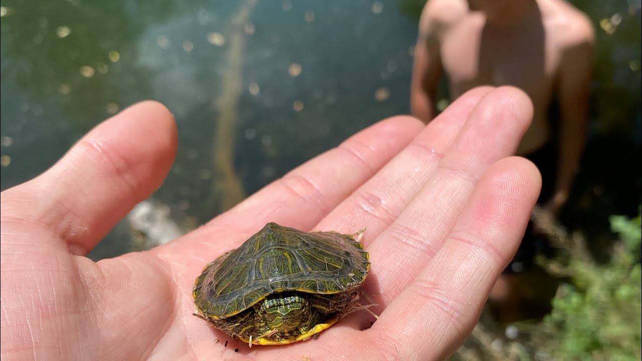 Naner’ Piél catches turtles and crawfish, goes on to eat crawfish - YouTube