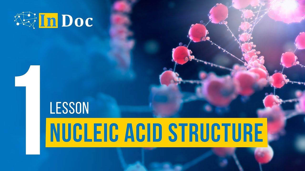 1-lesson. Nucleic acid structure 1-part - YouTube