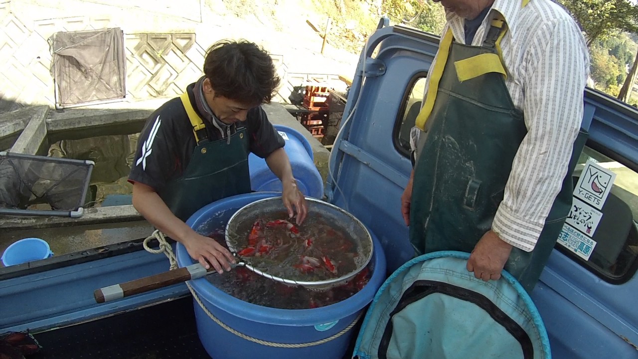 Tamasaba Goldfish, Niigata Japan - YouTube