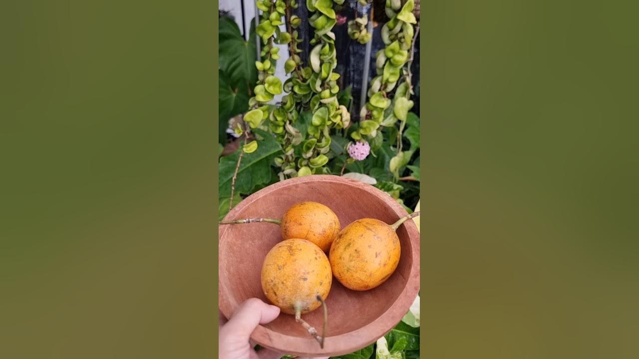 Markisa termanis si Markisa Madu - YouTube