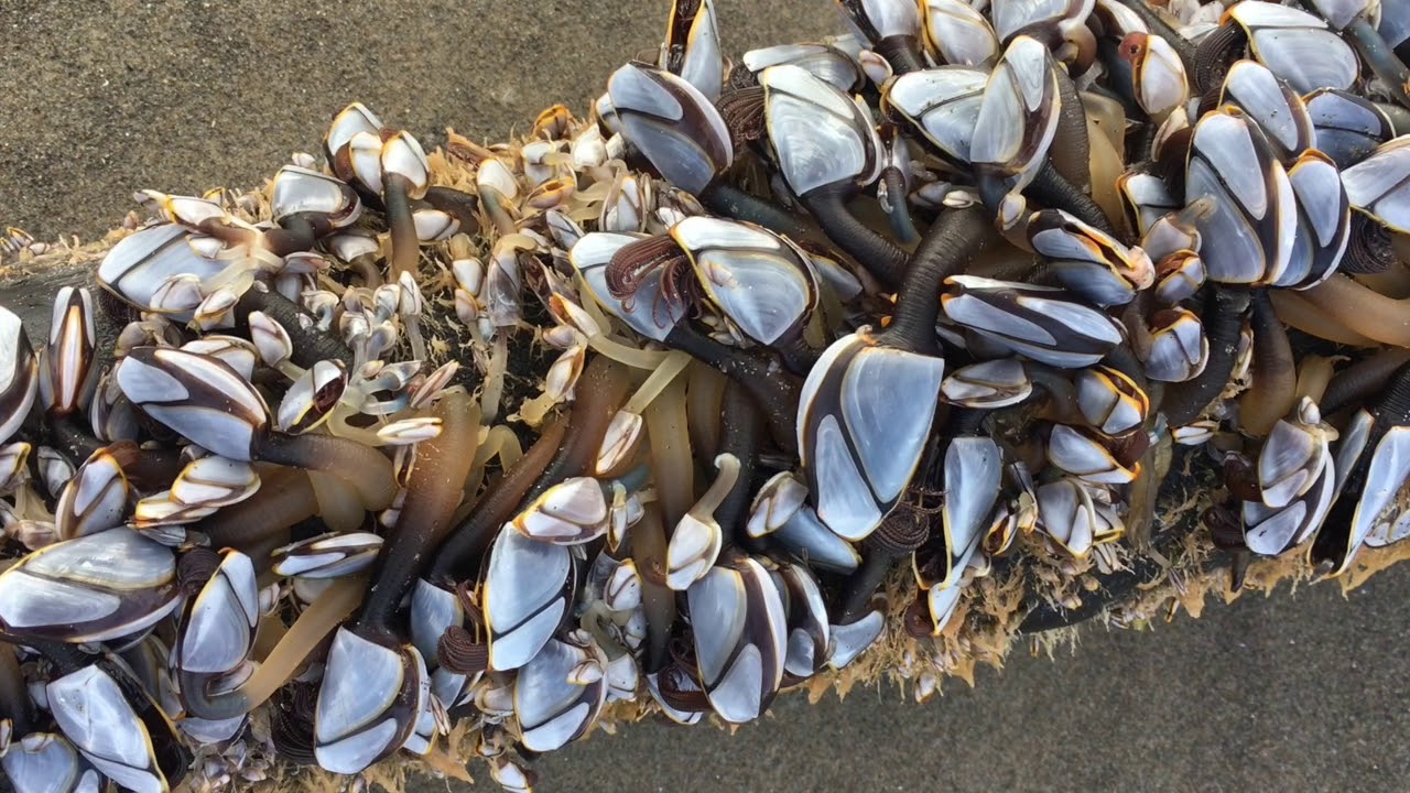 Gooseneck Barnacles HD 720p - YouTube