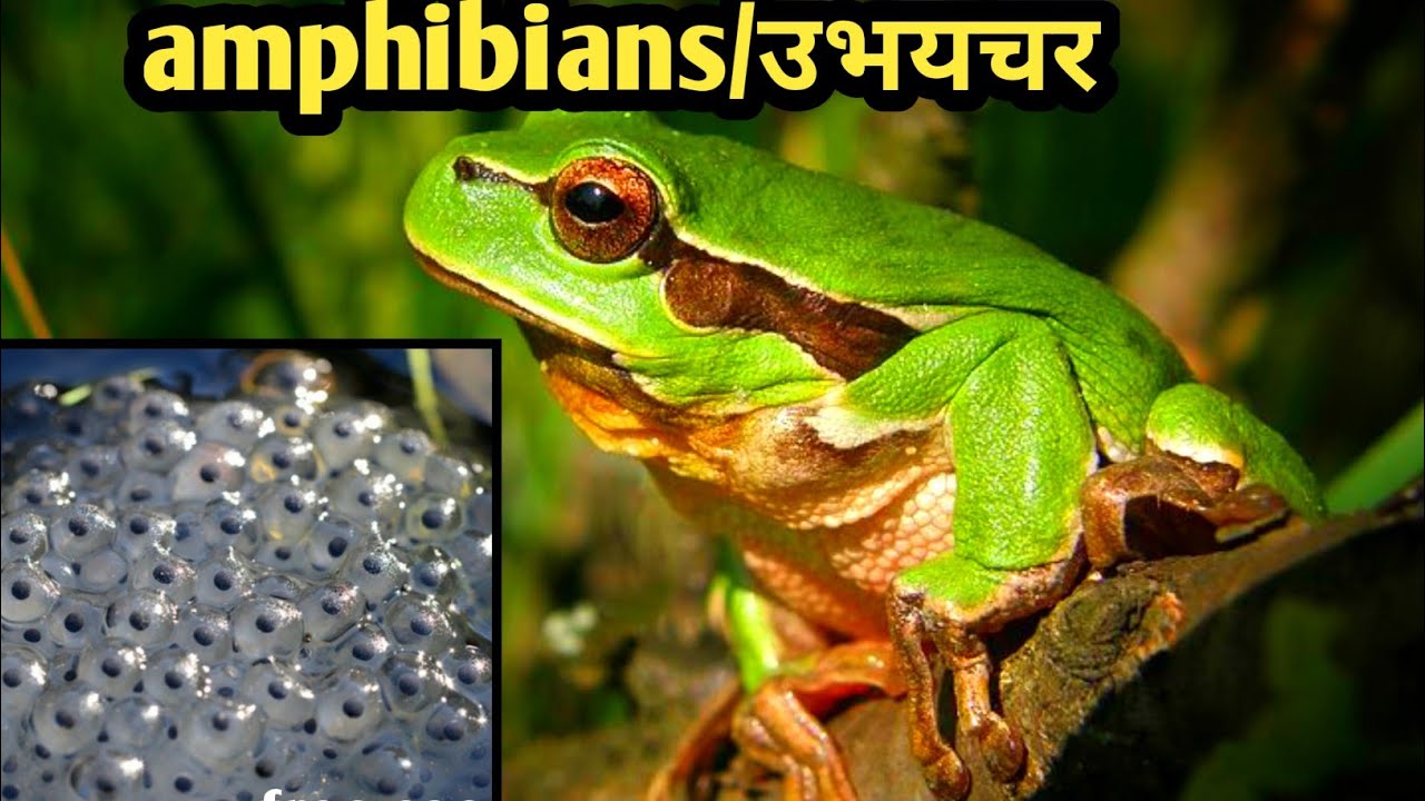 Amphibians ( उभयचर) in hindi ||amphibians general characters || apoda ...