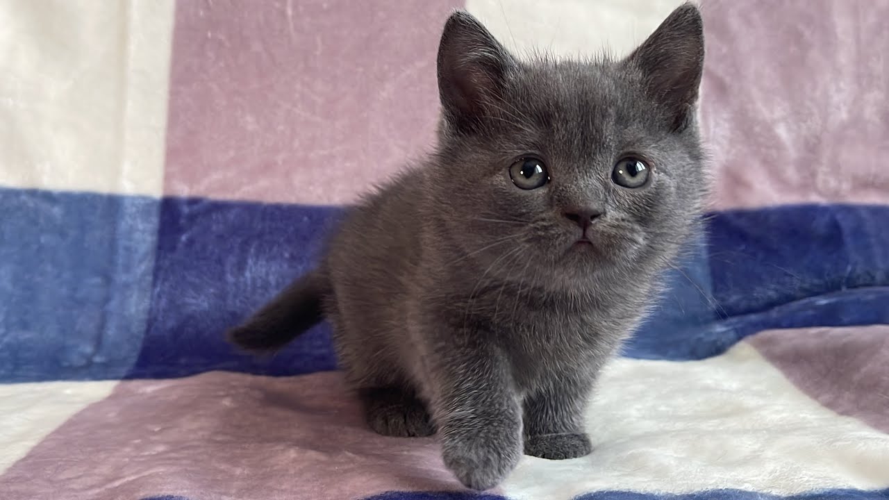 Tiny kitten Axel learning how to play - YouTube
