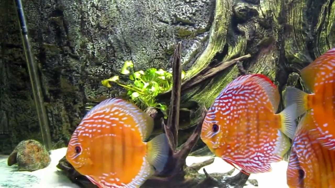 15 braune Diskus curipera - YouTube