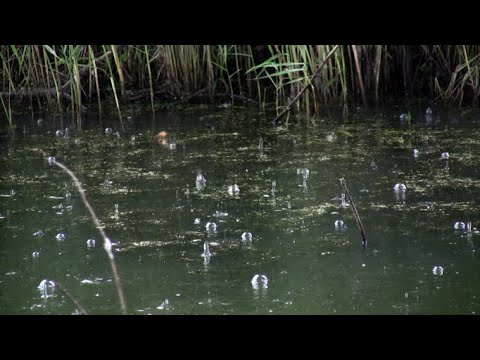 ULTIMATE RELAXATION /Soothing pond rain /SLEEP INSTANTLY - YouTube