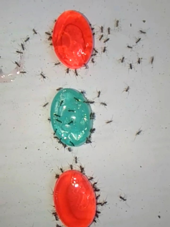 3 permen warna warni dimakan semut#shrots - YouTube