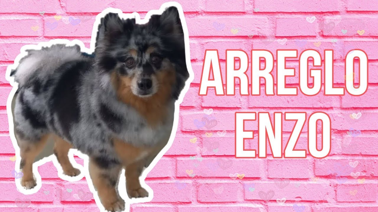 Arreglo en perrito tipo spitz - YouTube