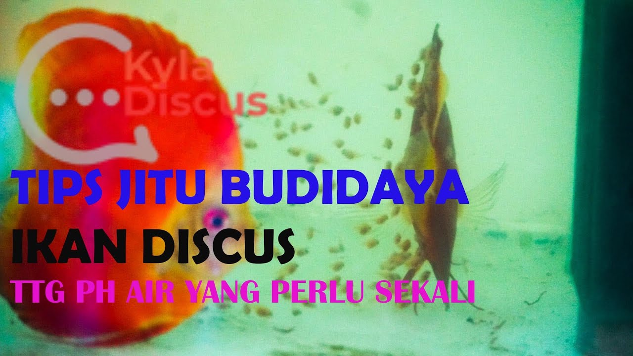 Tips Cara Breeding Budidaya ikan Discus di Rumah buat Pemula ttg Air # ...