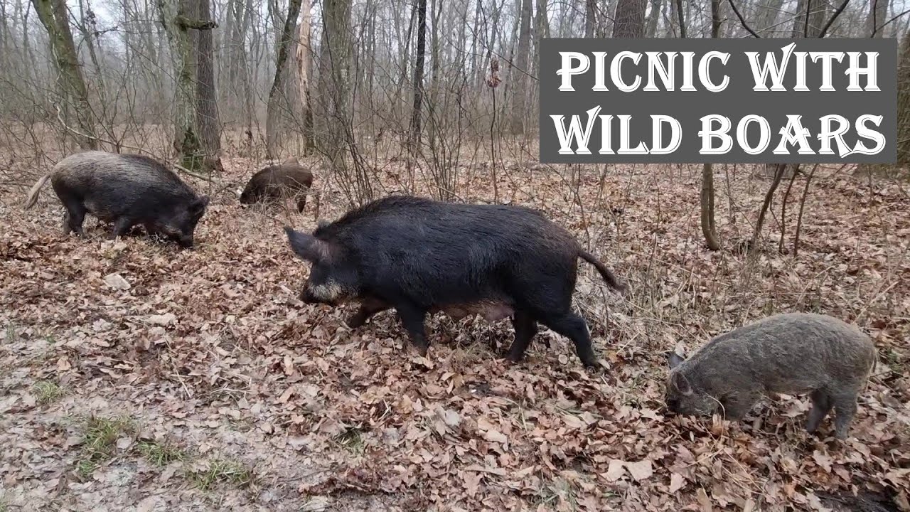 Wildlife Close-up: Meeting a Family of Wild Boars - YouTube