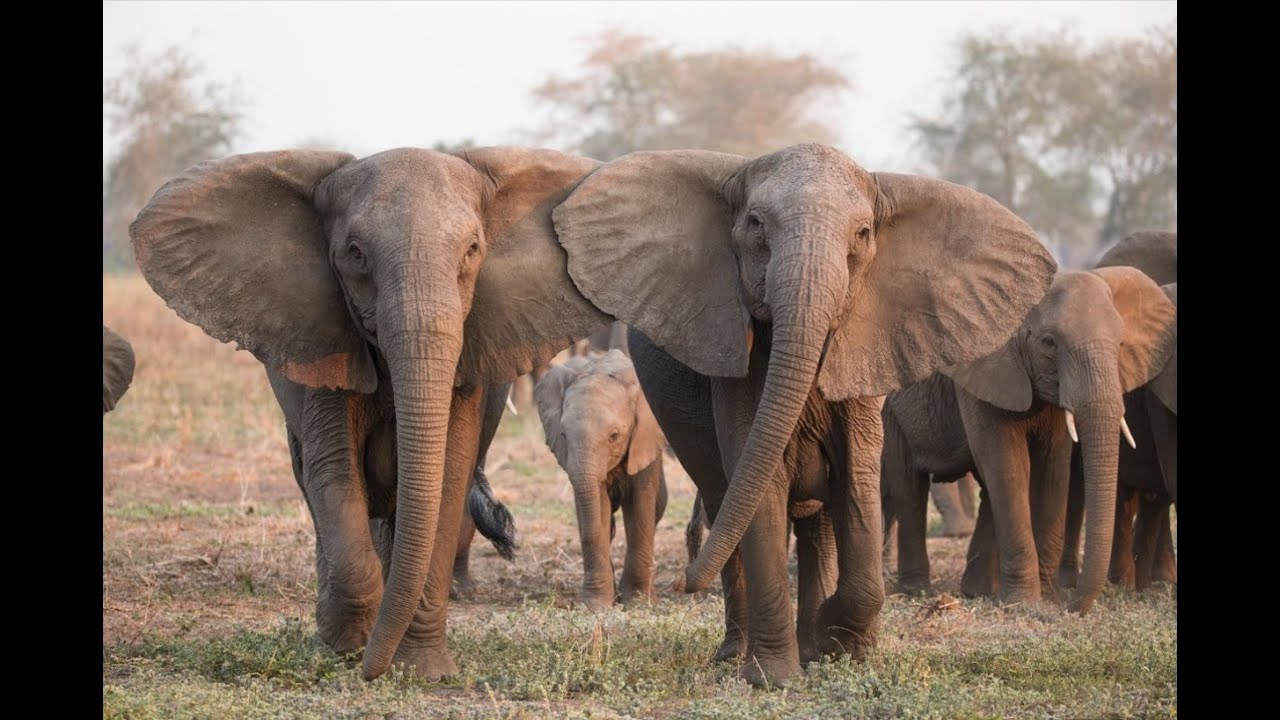 How do elephants talk? Elephant sounds /// Как разговаривают слоны ...