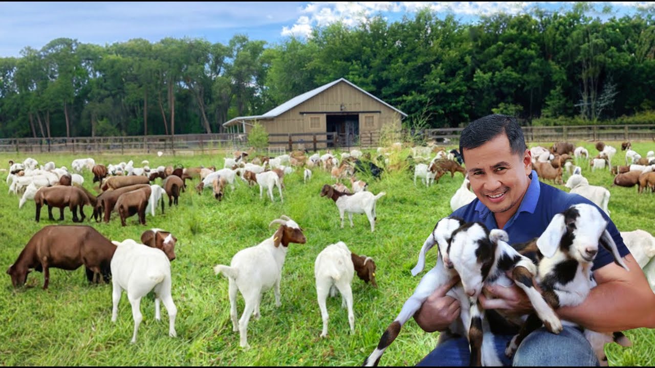 Genius Method For Raising Goats & Caring for Newborn Baby Goats! Our ...